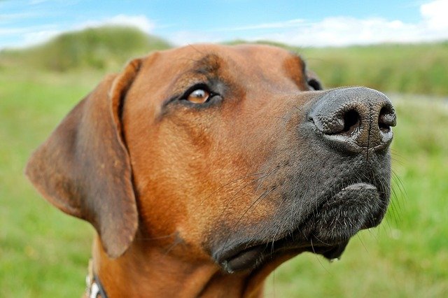 Hundesalon Poten - Hundiverset